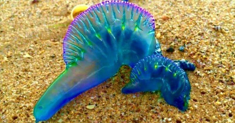 Blue Bottle Jellyfish Spotted At Mumbai Beaches, Several People Suffer ...
