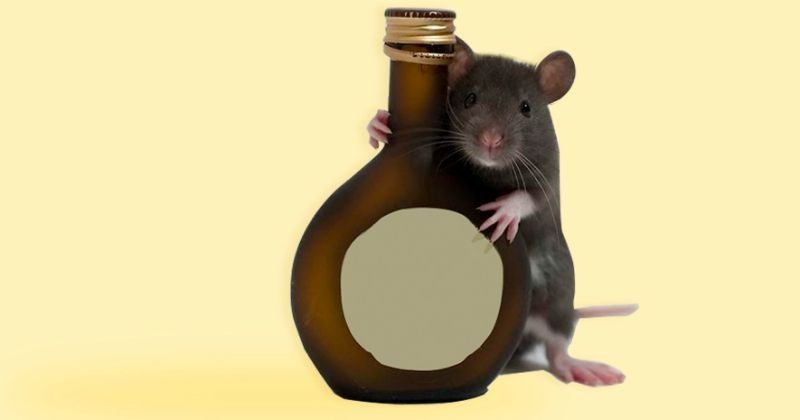 Beat That! Crapulous Rats From UP And Bihar Have Drunk 9,01,000 Litres ...