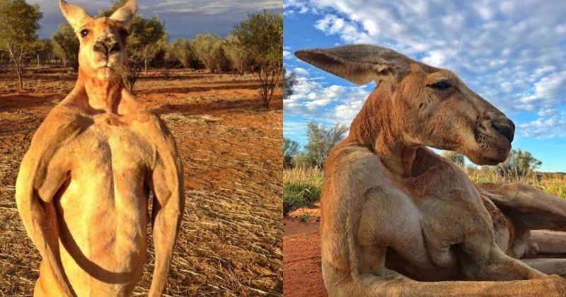 Internet's Sweetheart Roger The Kangaroo Passes Away At The Age Of 12 ...