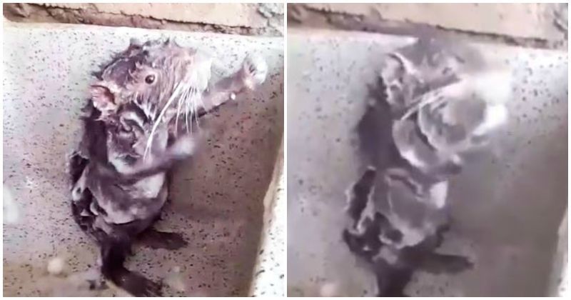 We Can't Decide Whether This Rat Taking A Shower Is Weird, Funny Or ...