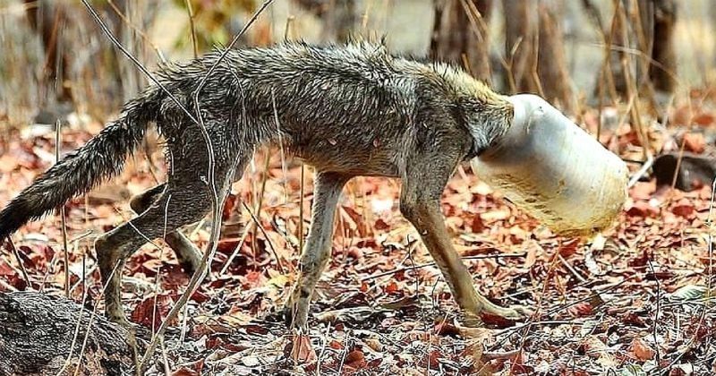 Nagpur Youths Rescue Starving Wolf Whose Head Was Stuck In A Plastic ...
