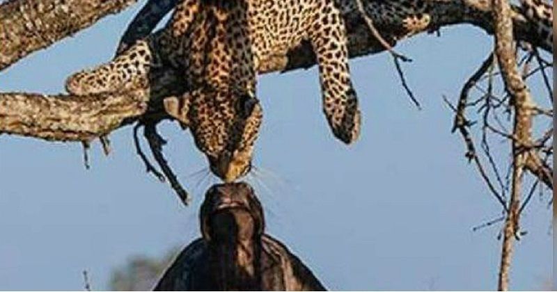 This Buffalo And Leopard 'Kiss' Video In The Jungle Has Gone Viral In ...