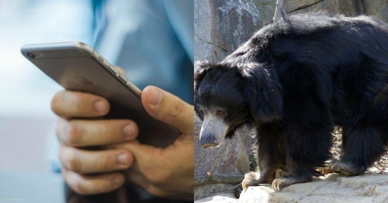 Man Takes Selfie With Bear, Last Picture He Ever Took Because Bear ...