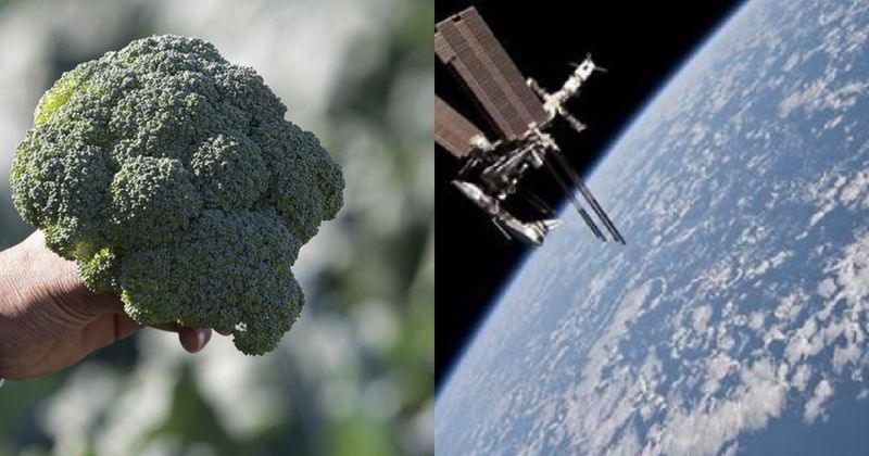 NASA Scientists Just Sent A Bacteria-Coated Broccoli To Space To Help ...