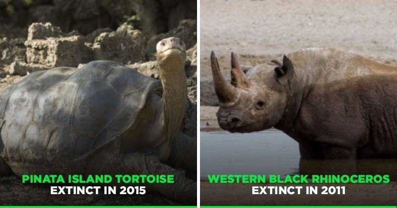 We Have Killed So Many Animals On Earth, It Will Take 7 Million Years ...