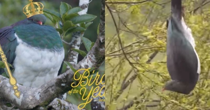 This Overly-Fluffy, Drunk & Clumsy Pigeon Is New Zealand's Bird Of The ...