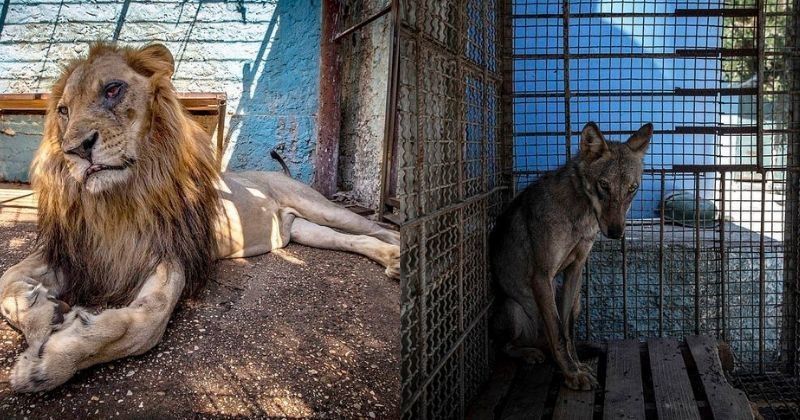 Animals Are Malnourished & Mistreated At This 'Zoo From Hell' In ...