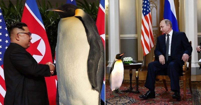 The Internet Is On A Mission Replacing Donald Trump With Penguins In ...