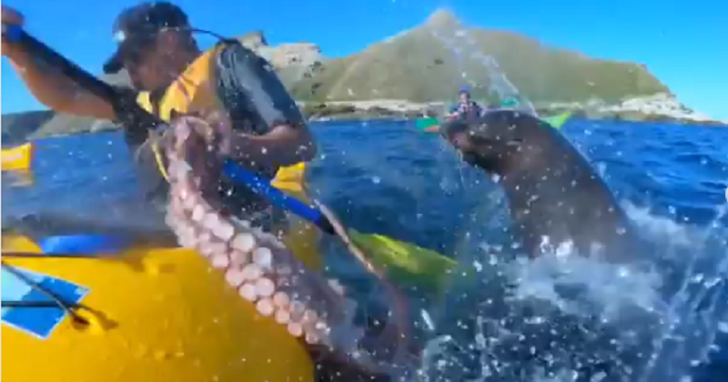 Seal Slapping Man In The Face With An Octopus Is The Weirdest Thing Ever