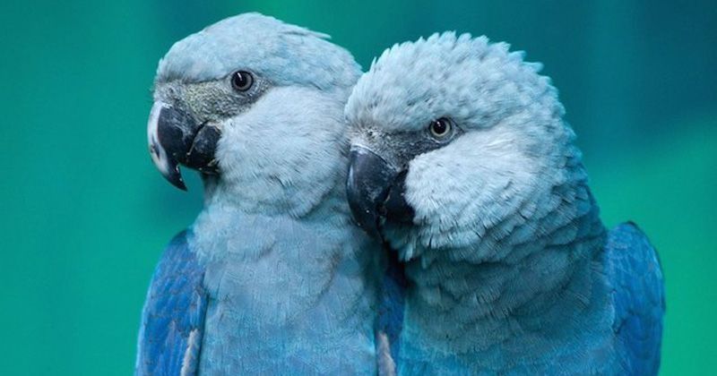 The Spix’s Macaw, The Blue Parrot You Saw In The Film 'Rio' Is Now Extinct