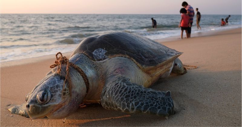 Indian Coast Guard:Watch: How Indian Coast Guard Saved An Endangered ...