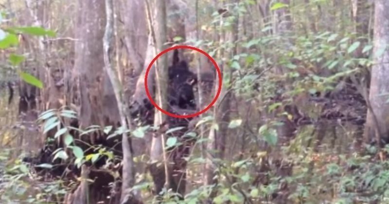 bigfoot sighting US forest:'Best Bigfoot Sighting Ever' Shows Giant ...