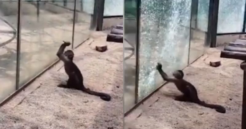 Monkey Zoo Escape:Video Shows Monkey Trying To Escape China Zoo By ...