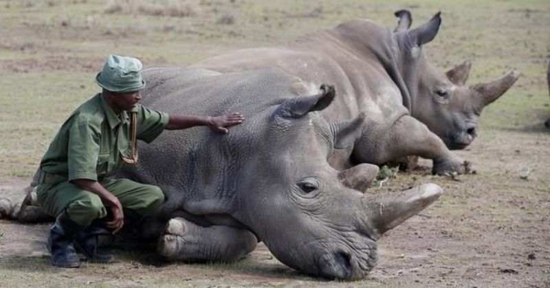 extinction:Last Two Northern White Rhinos On Earth Are Successfully ...