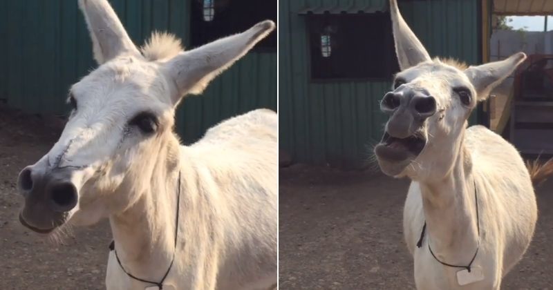 Pune donkey singing:Meet Emily, Pune's Singing Donkey Whose 'Melodic ...
