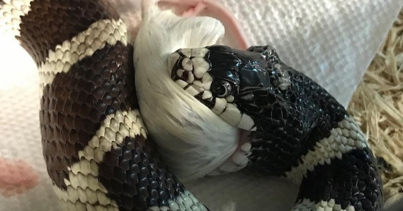 Snake Swallows Own Body:This Kingsnake Was So Hungry That It Ended Up ...