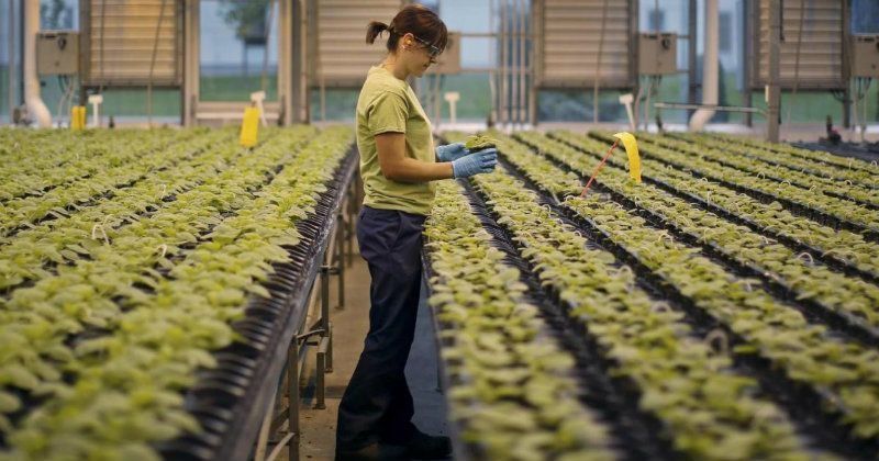 tree planting:Australia Will Plant 1 Billion Trees By 2050, And Reduce ...