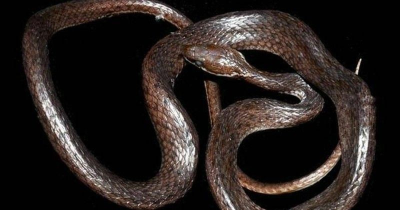 crying snake:Researchers Happy After Discovering New Species Of ...
