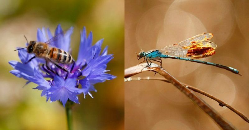 insect:All Insects Will Be Extinct Within 100 Years, Due To Heavy Use ...