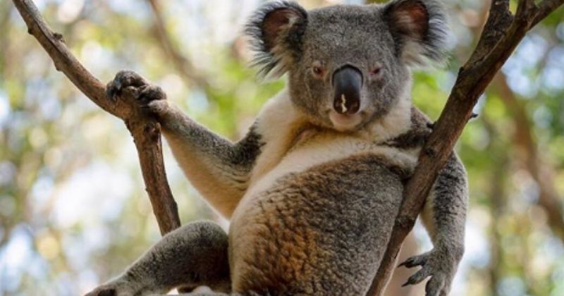 Australian Koala Posing:Strike A Pose! The Internet Can't Handle This ...