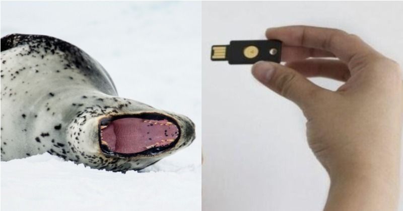 seal poop:Researchers Found A USB Pen Drive Inside Frozen Seal Poop ...