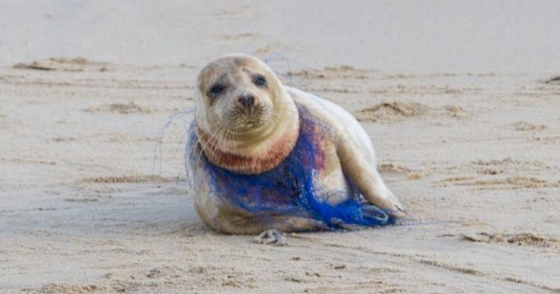 Plastic Pollution:Seal Found Strangled With Plastic Net Around Its Neck ...