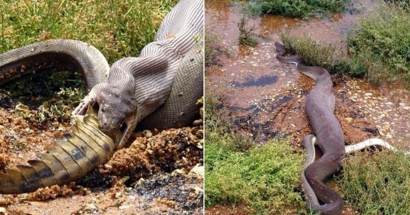 Python swallows crocodile:Pics: Olive Python Swallows Australian ...