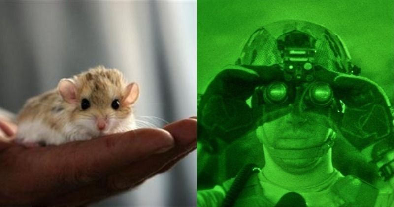 night vision:Chinese Scientists Give Night Vision To Mice, And May ...
