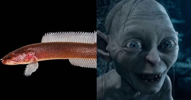 Fish Named After Gollum:New Species Of Fish Discovered In Kerala Named 'Gollum' As Tribute To ...