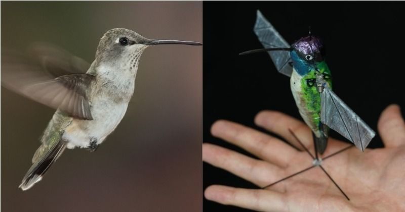 hummingbird:This Tiny Drone Uses AI To Learn To Fly Like The ...