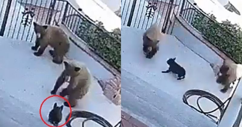 brave dog:Video Of A Tiny Dog Chasing Away Two Bears Is What 'Get Off ...