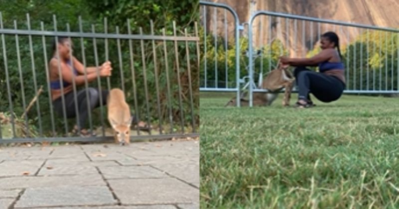 woman helps deer:Chloe Dorsey Helped A Deer Stuck In A Fence Twice ...