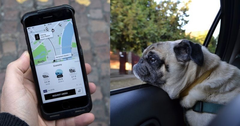 Uber:Uber Could Soon Allow Pets To Travel With You, As It Starts ...