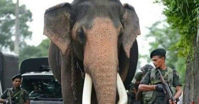 Srilankan Elephant Protection:When This Sri Lankan Elephant Takes A ...