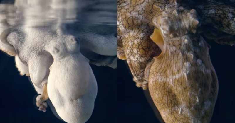 Sleeping Octopus changes Colours:Did You Know A Sleeping Octopus ...