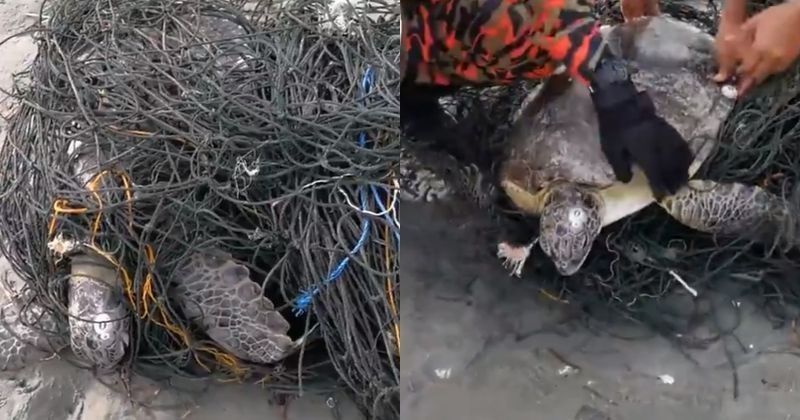 turtle fish net:A Sea Turtle Was Found Entangled Completely In Fish Net ...